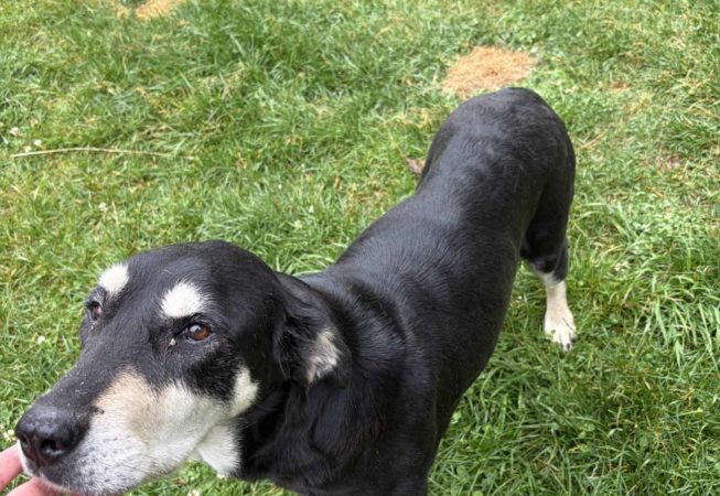 Grace - Ashburton - Retired Working Dogs NZ