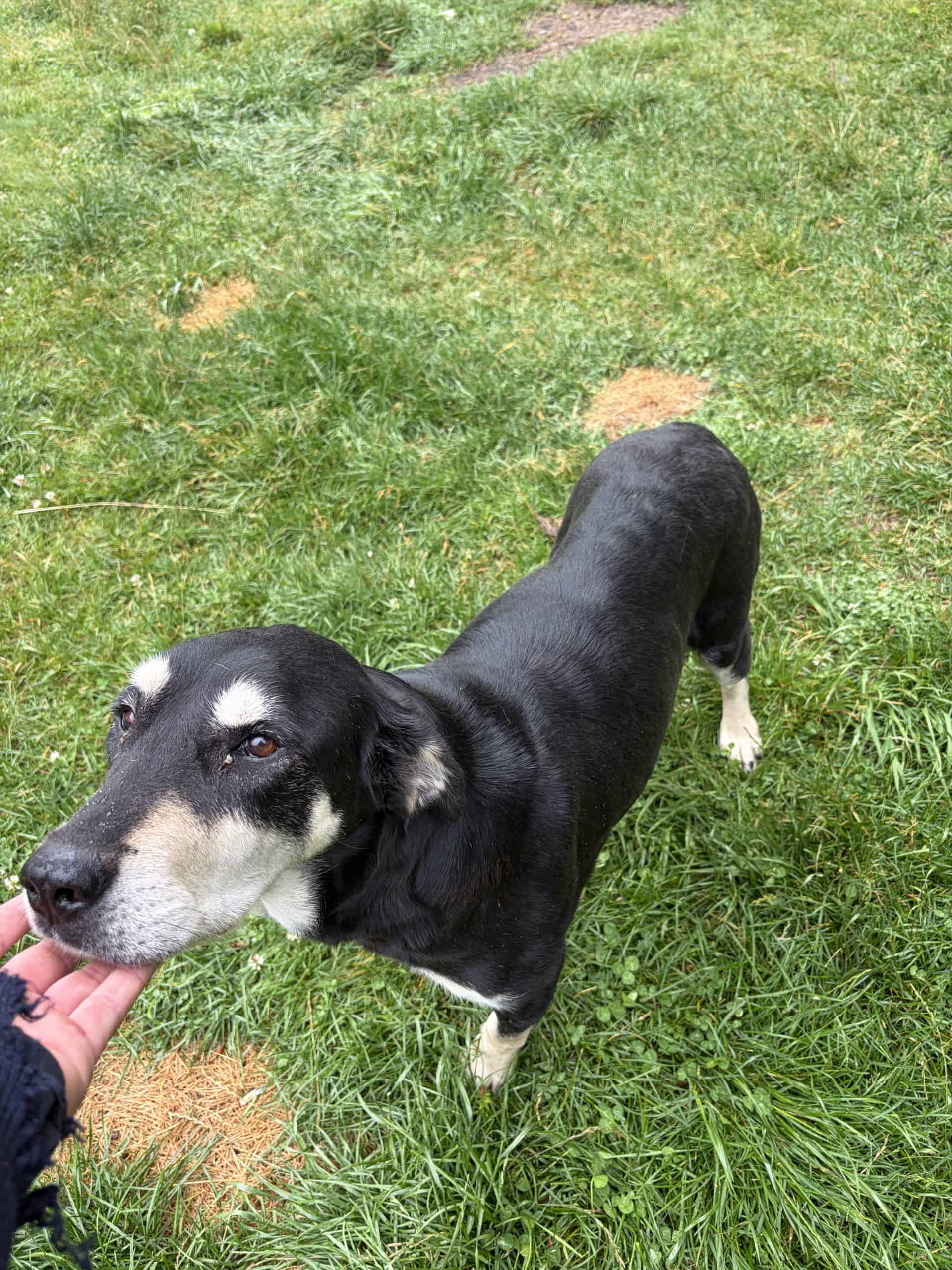 Grace - Ashburton - Retired Working Dogs NZ