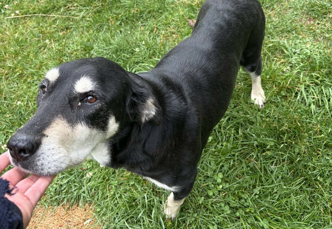 Ownership prob -Grace - Ashburton - Retired Working Dogs NZ