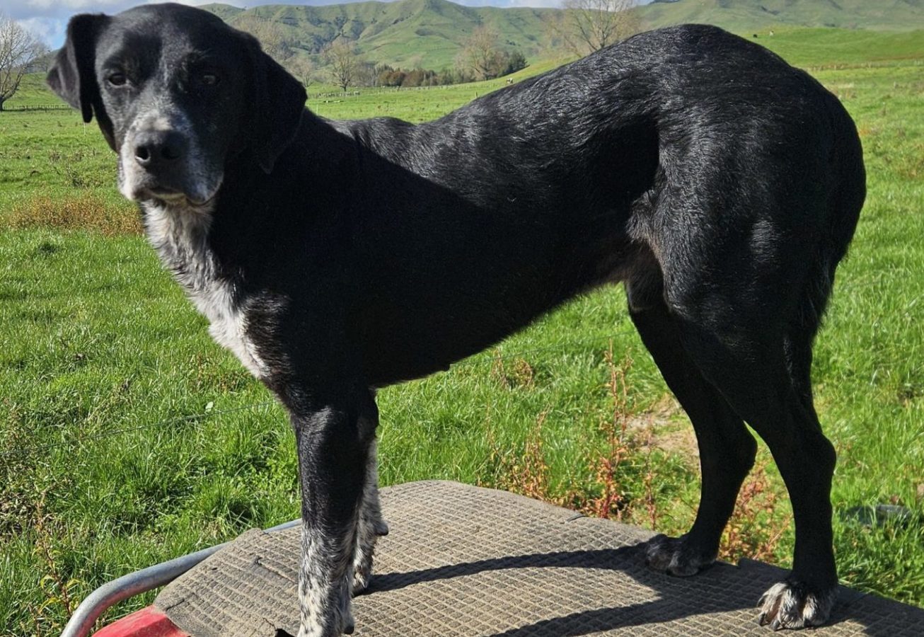 ADOPTED - Socks - Otorohanga - Retired Working Dogs NZ